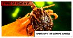 Types of Ticks in Bonita Springs Florida | Pestmax®️️