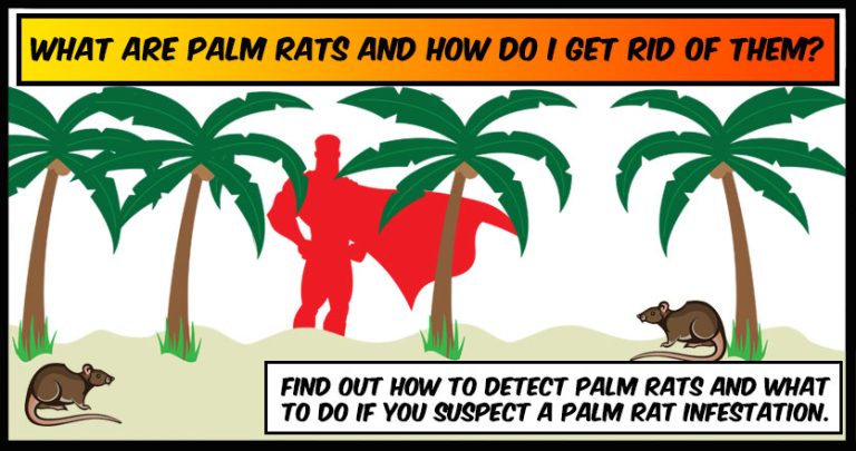 What are Palm Rats and how do I get rid of them | PestMax® Pest Control